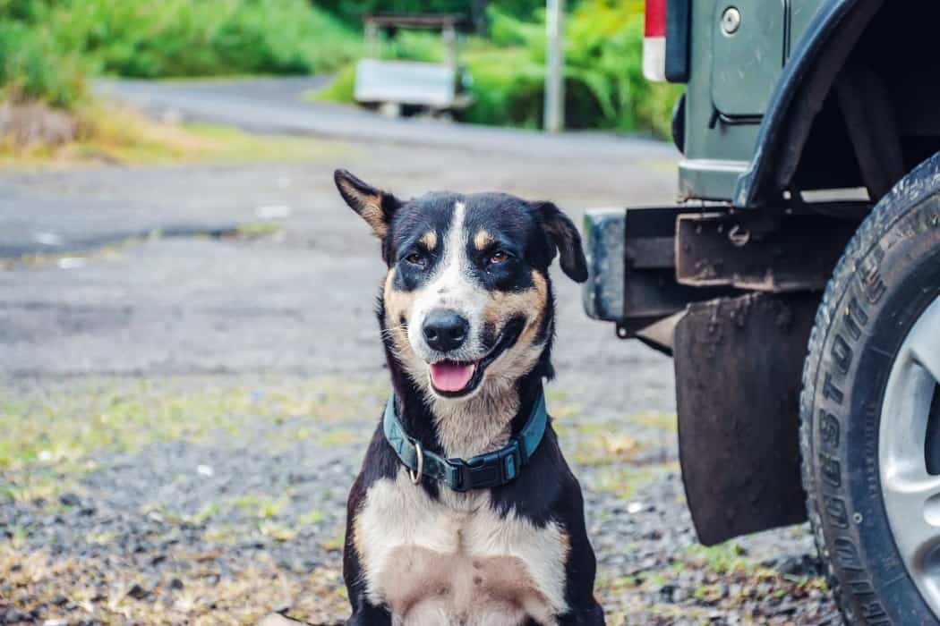 Things to Do in Samoa | Why Samoa Is Your Next Dream Destination